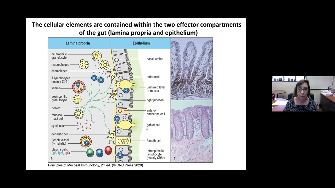 Lesson 8: Mucosal Immunity