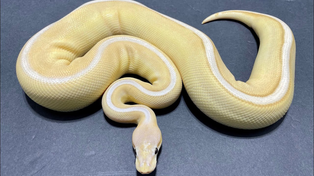 Banana Genetic Stripe Ball Pythons