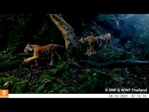 Photos & Videos | WWF