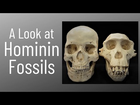 A Look at Hominin Fossils