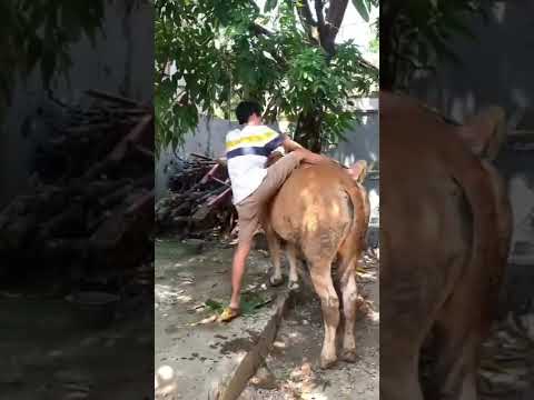 Lucu‼️Sapi kurban di taikin ngamuk lah#short #lucu #tiktok