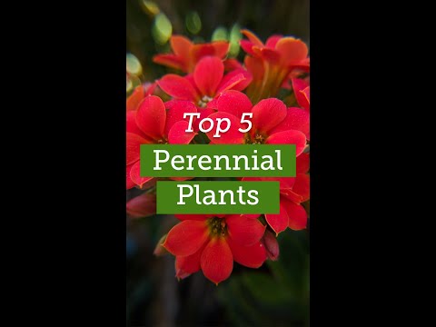 Top 5 Perennial Plants