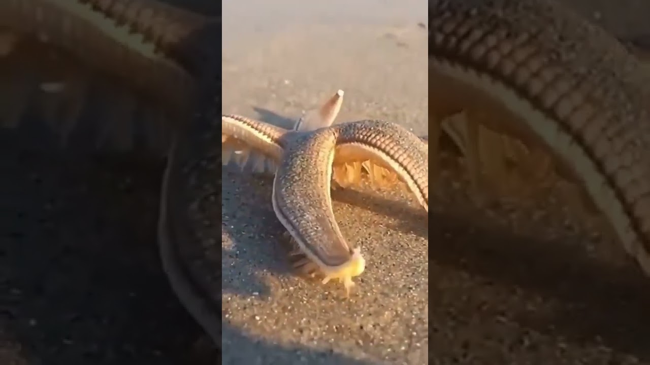 estrella de mar en movimiento