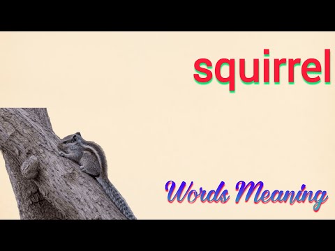 squirrel meaning in hindi | squirrel ka matlab kya hota hai | squirrel means | squirrel ka arth |