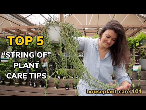Top 5 String of Pearls & Hearts Plant Care Tips - Water, Repot, Light, Fertilize Houseplant Care 101