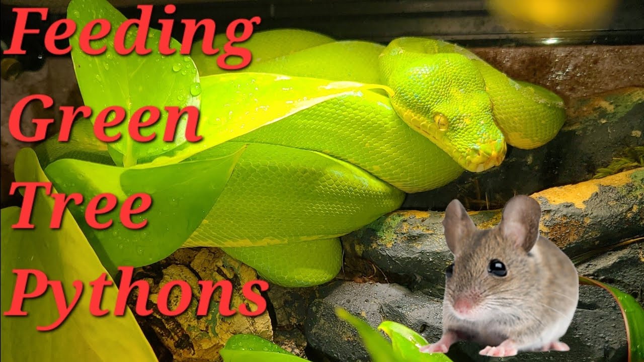 Live - Feeding Green Tree Pythons