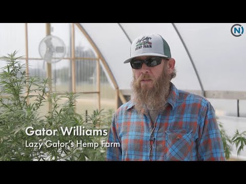The New Golden Leaf: Lazy Gator's Hemp Farm