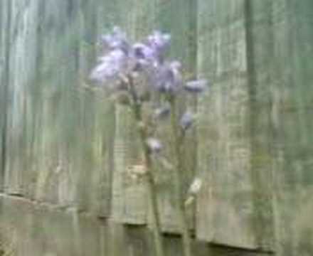 the spanish blue bells part 1