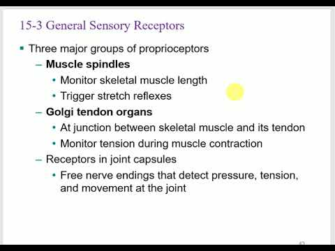 Bio233 A&P 1 Lecture Chapter 15 Sensory Pathways and the Somatic Nervous System part 2 2023