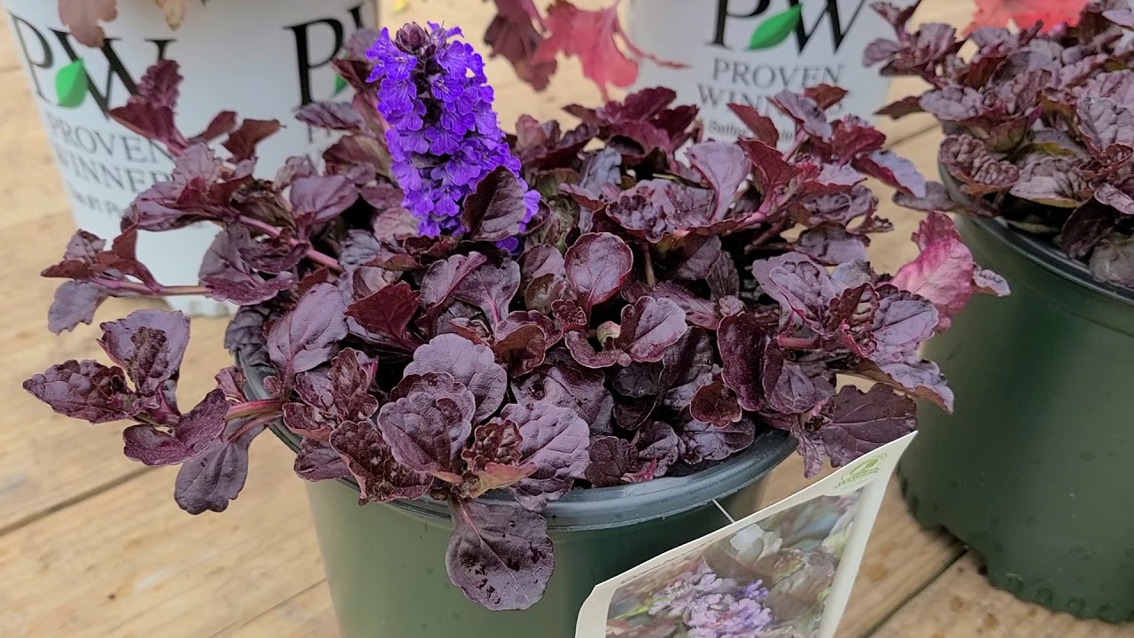 Ajuga 'Black Scallop' (Bugleweed) // Gorgeous, Semi-evergreen, Easy to Grow Groundcovering Perennial