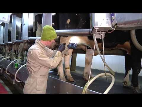 Teat End Health: Evaluating Milking Performance: