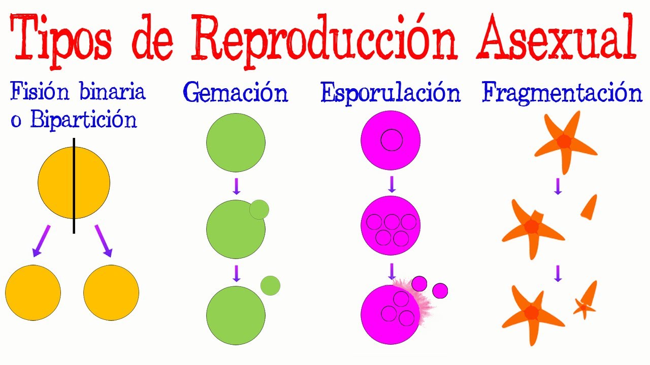 🌟Types of Asexual Reproduction 🌿 [Easy and Fast] | BIOLOGY |