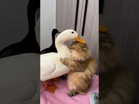 Laugh until my stomach hurts.The Cat and the Duck.(Click to watch the full version) #cute #funny