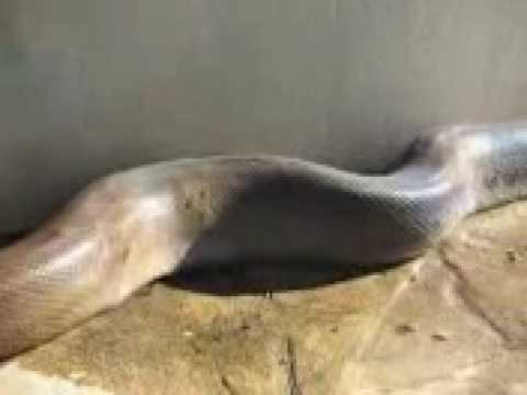 Big Python Attack's