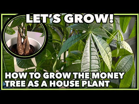 HOW TO GROW THE MONEY TREE PLANT