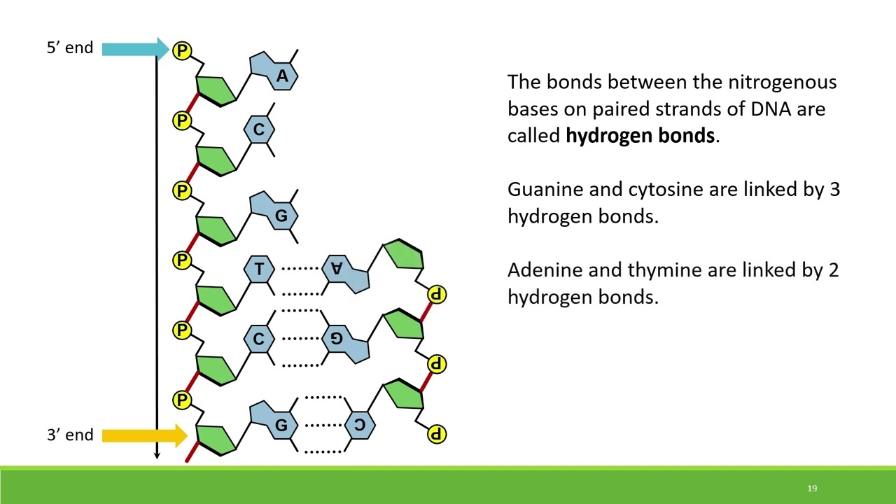 BIO181 Chapter 14 - DNA Structure and Function