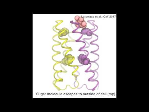 Simulations show how sugar is transported across the cell membrane