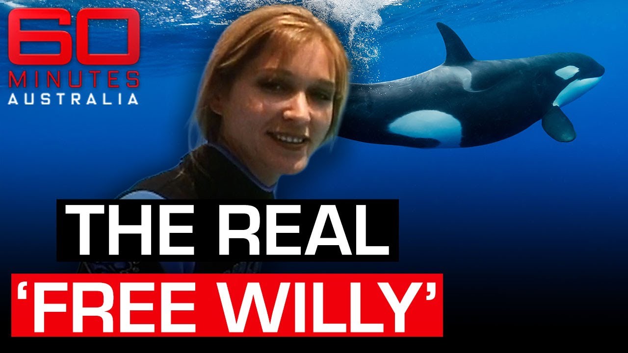 The badly-treated killer whale Keiko | 60 Minutes Australia