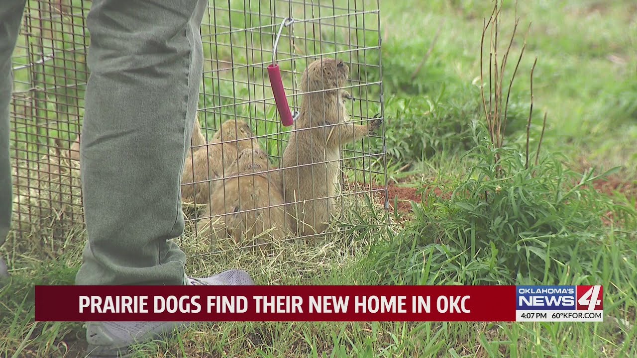 Prairie dogs find their new home in OKC