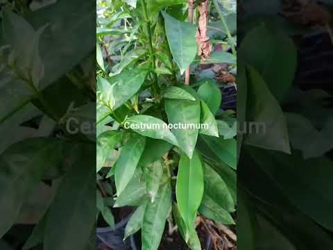 ππ the most fragrant cestrum nocturnum rat ki rani bight blooming jasmine