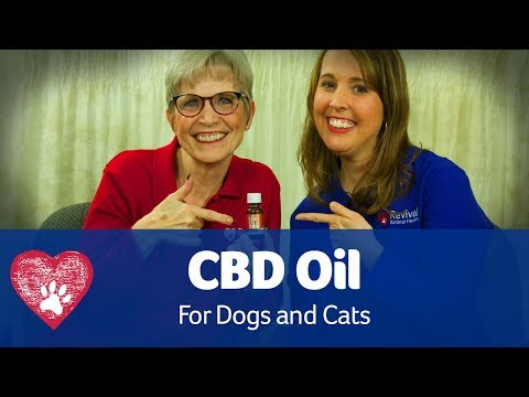 CBD Oil for Pets: Pet Care Pro Show