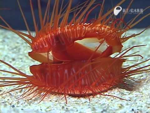 Lima scabra | Curiosités de Titam