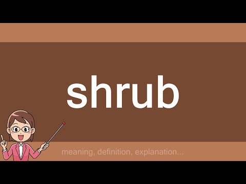 shrub