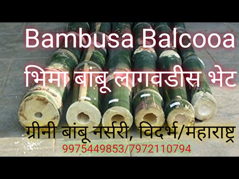 Tissue Culture Bamboo Plants - Bambusa Balcooa/ Balkova Bamboo ( Bhima ...