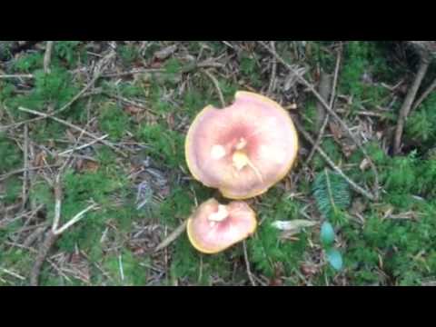 Plums & Custard Mushroom