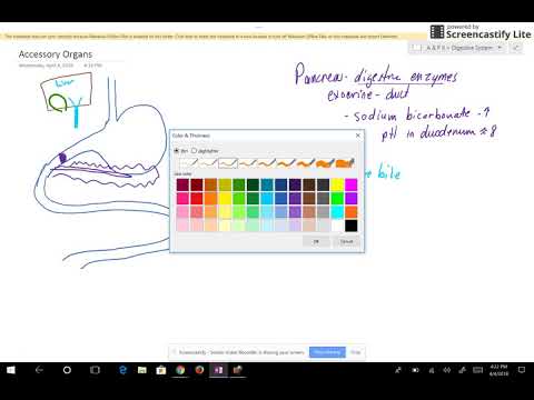 Digestive System - Accessory Organs
