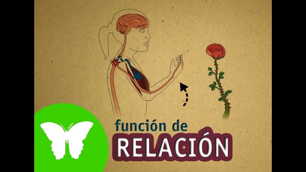 La Eduteca - La función de relación
