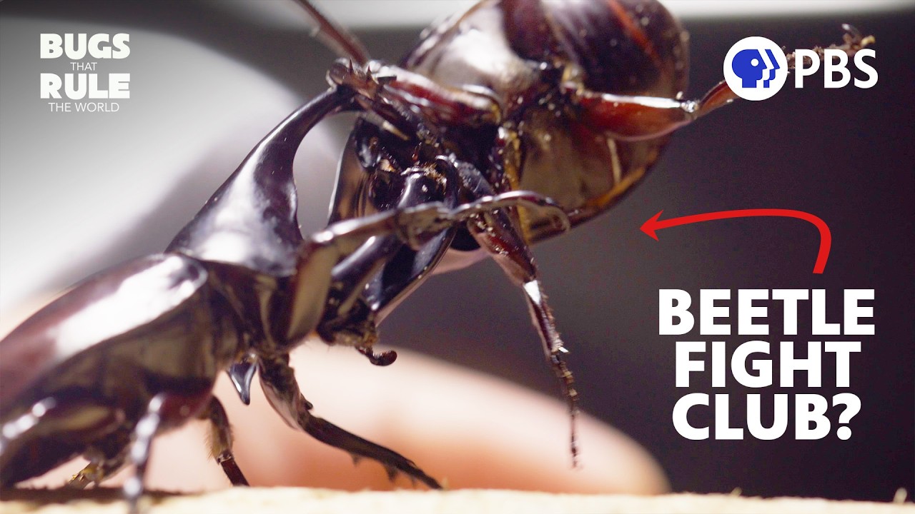 Inside an Underground Beetle Fight Club in Thailand 🪲 | Bugs That Rule the World