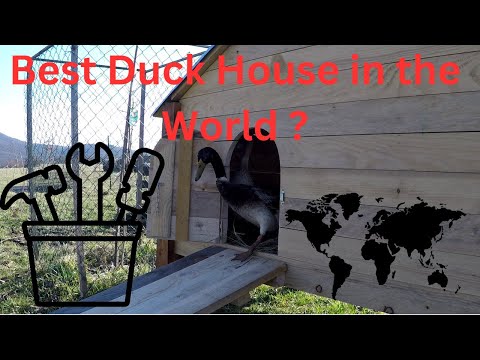 Finishing the best Duck house in the World - and moving the ducks in