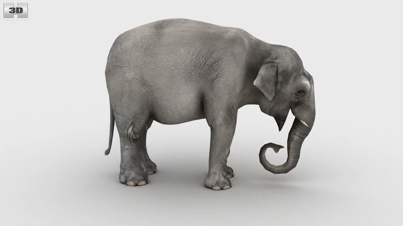 Asian Elephant 3D model by 3DModels.org