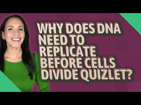 Why does DNA need to replicate before cells divide quizlet?