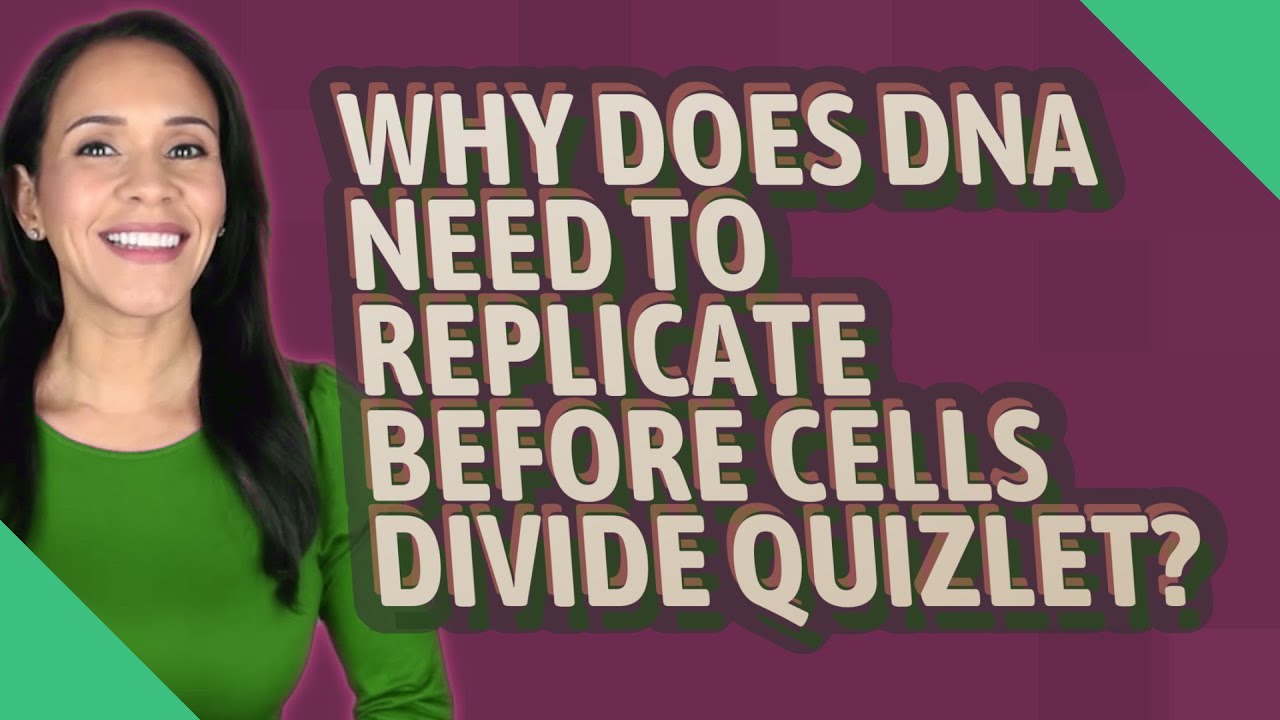 Why does DNA need to replicate before cells divide quizlet?