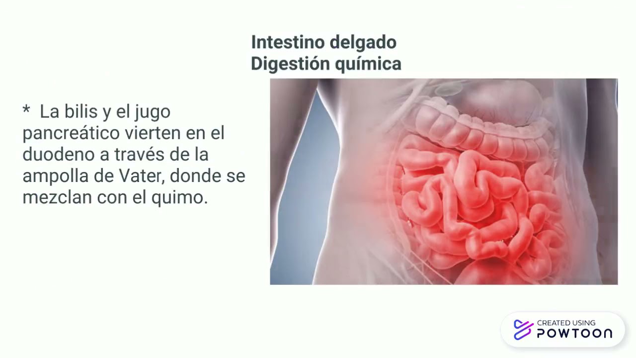 sistema digestivo.pptx