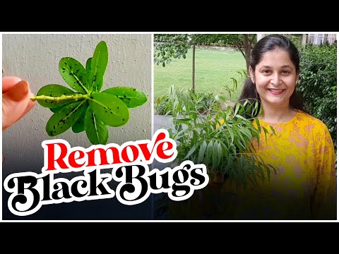 Remove Black insects Aphids Bug from plant I पौधे से काले कीड़ों को दूर करें #aphid #removeblackpest