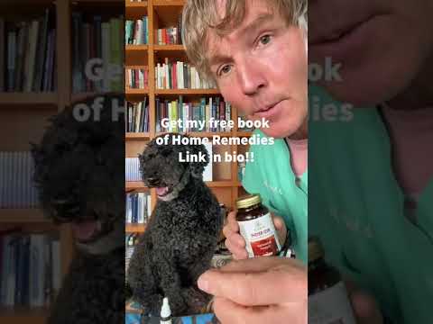 Dog Brain Tumor: Signs and Best Natural Remedy