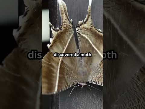 Do you know about the origin of word bugs in computing? #shorts #facts #computer #historyfacts