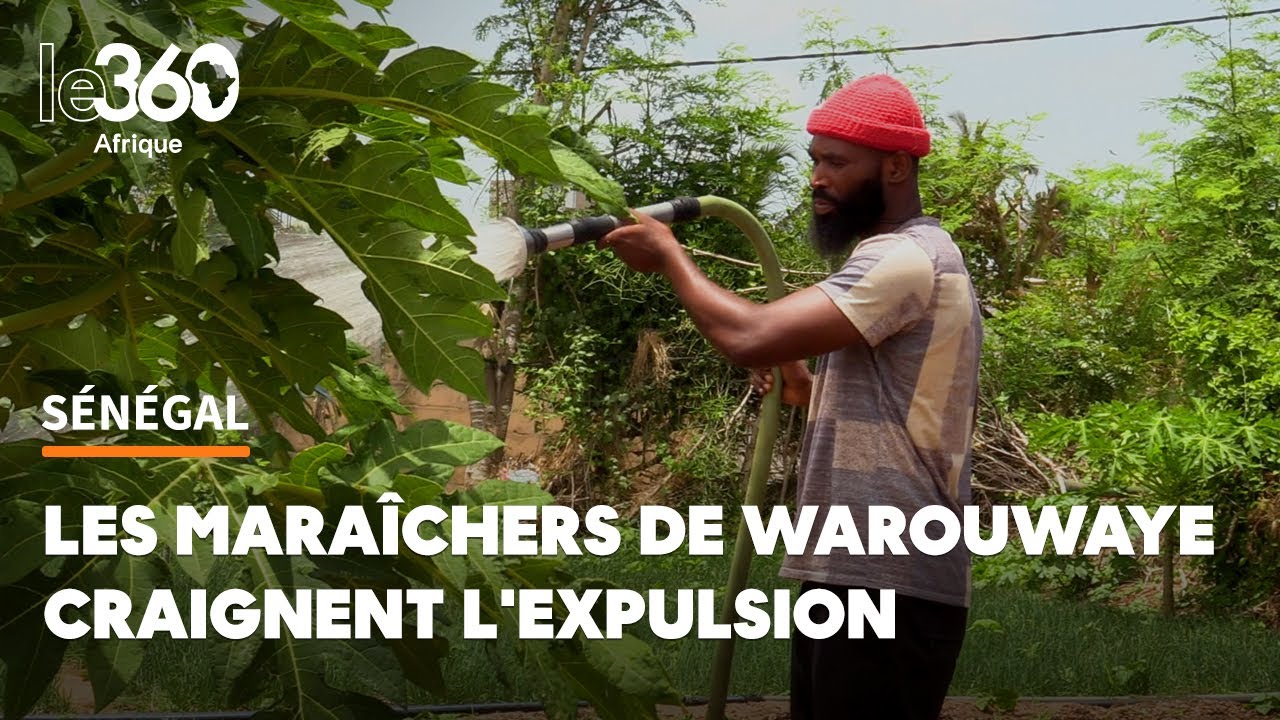 Sénégal. Les maraîchers de Warouwaye nourrissent les Dakarois, la peur au ventre