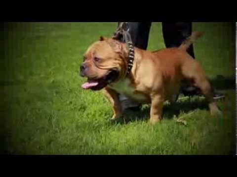 Next Realm Kennels "El Gringo"