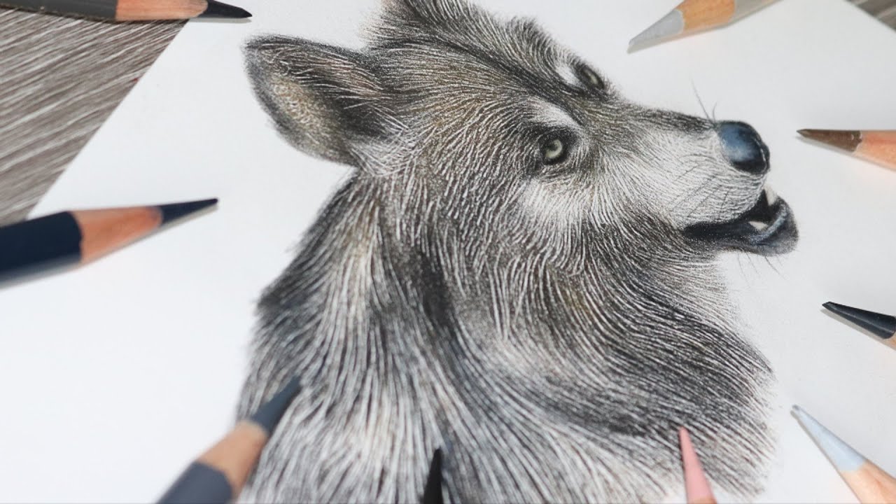 How to Draw a WOLF in Colored Pencils