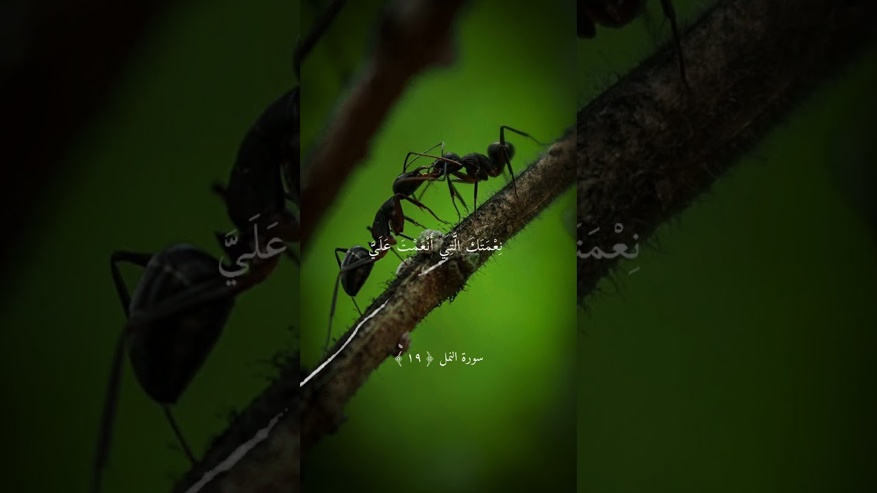 ف ت ب س م ض اح ك ا م ن ق