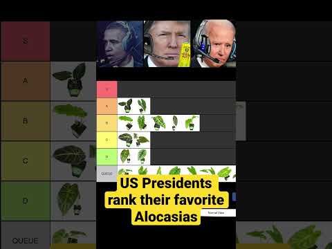 Biden & Trump can't agree on the Low Rider Alocasia's #TierList ranking. Obama splits the difference