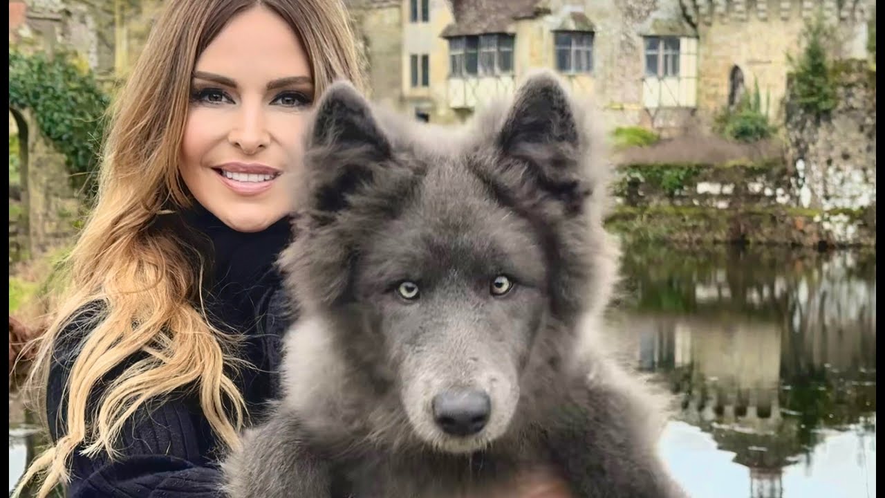 THE GIANT BLUE WOLFDOG