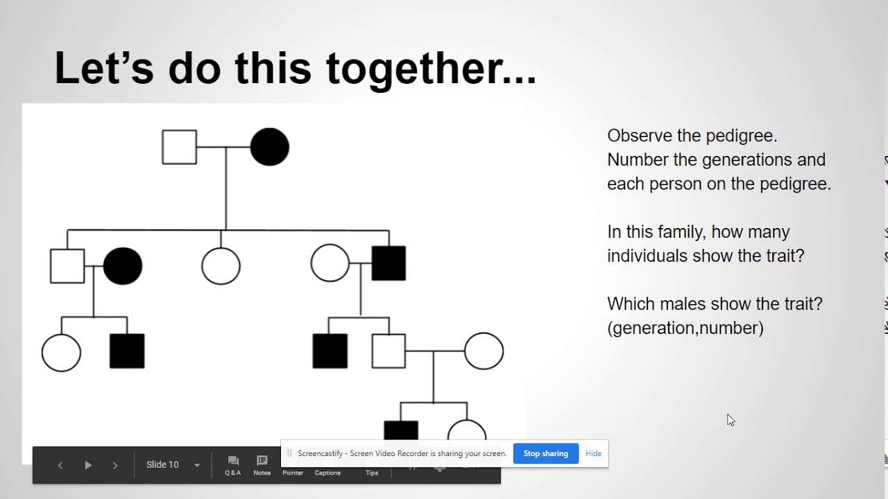 Pedigree Chart Powerpoint