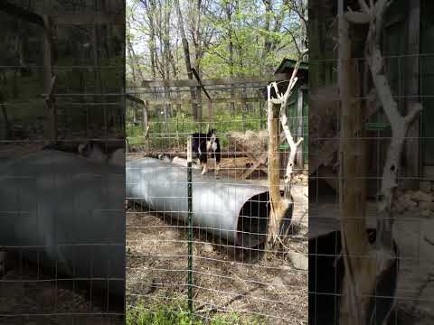 Pygmy Goats playing on a old culvert pipe, they love it.