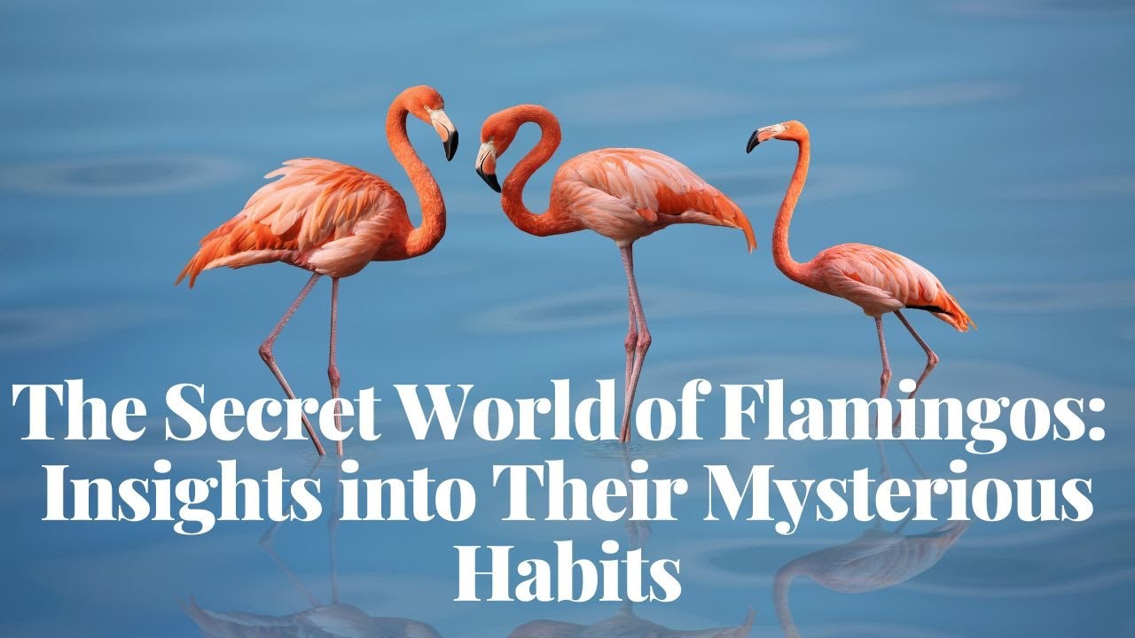 The Secret World of Flamingos: Insights into Their Mysterious Habits