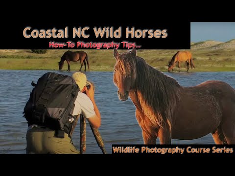 Banker Horses Share Habitat with Photographers – Western Horse Watchers ...